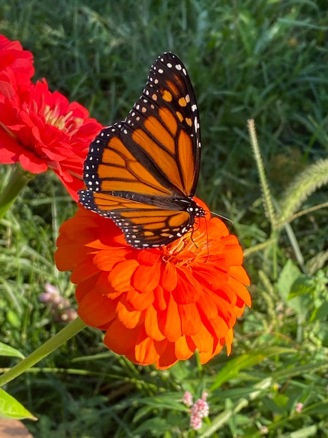 Biking, Monarchs, and Gingerbread-Spiced Pear Drizzle – Windtree Bee