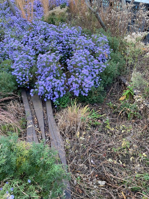 Fermentation Class + NYC Parks – Windtree Bee