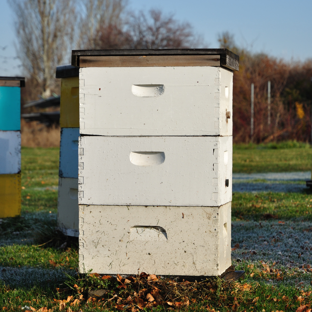 langstroth-hive – Windtree Bee