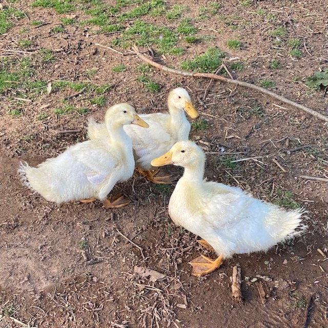 Hereford Farm Market: New Location + Opening Day! – Windtree Bee