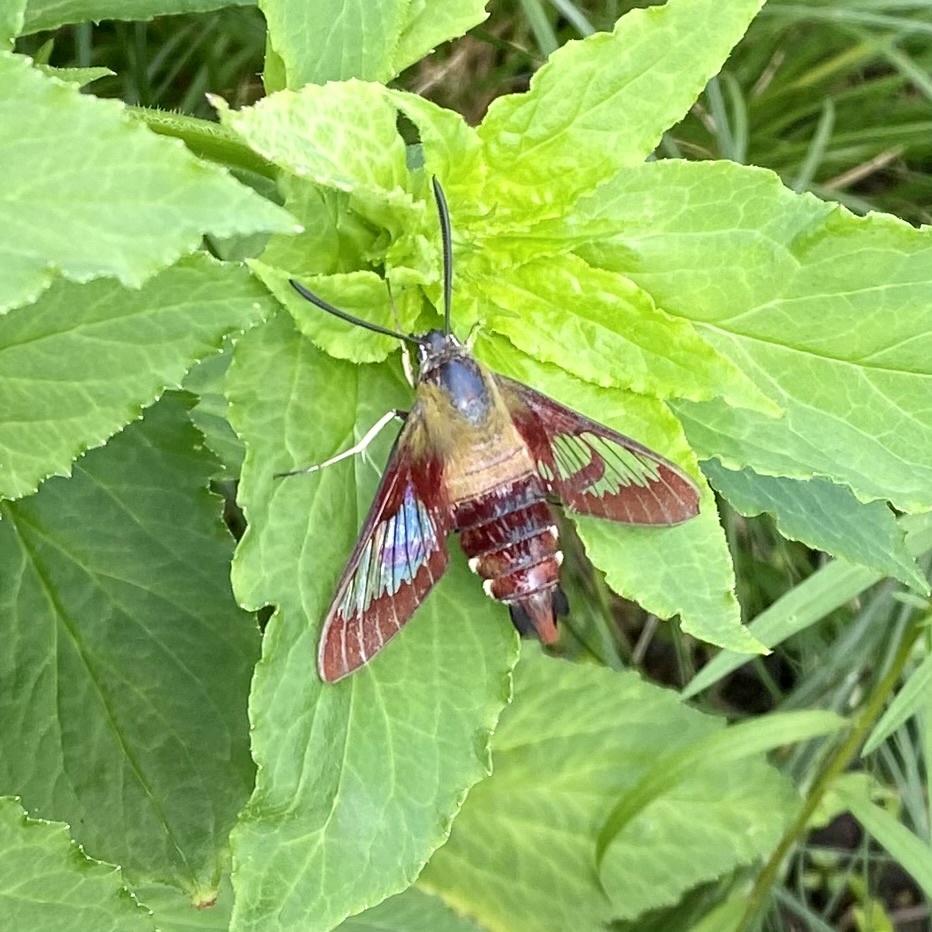 Seasonal Jams, Colorful Flowers, and Butterflies – Windtree Bee